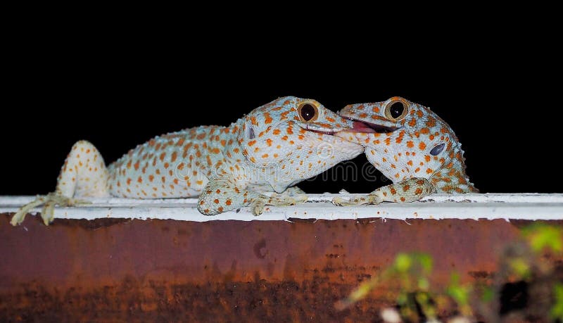 Gecko Kissing Love at Night Stock Photo - Image of gecko, giving: 144965672