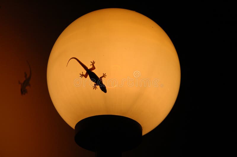 Gecko on lamp stock image. Image of light, silhouette, lamp - 72759