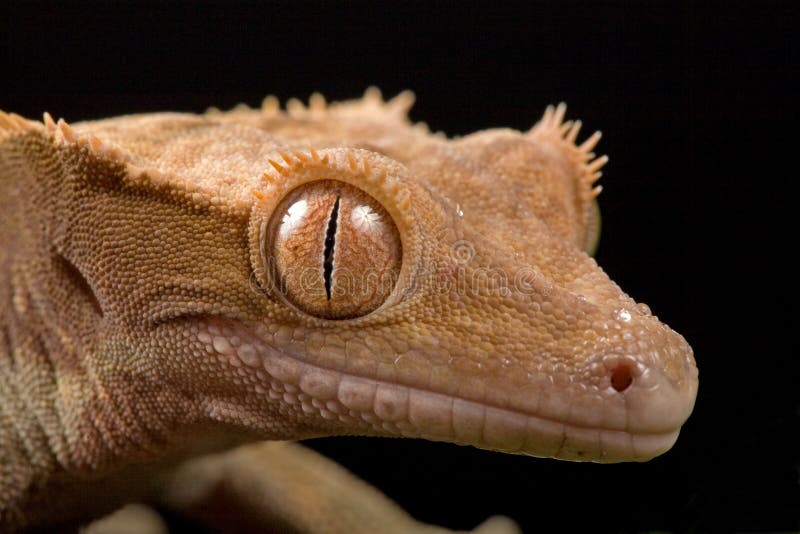 Crested Gecko stock image. Image of predator, creature - 14789411