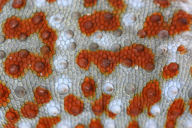 1,013 Closeup Photo Gecko Texture Photos - Free & Royalty-Free Stock ...