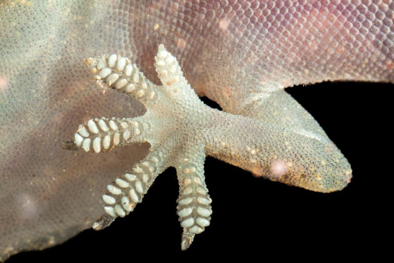 Gecko leg stock photo. Image of background, reptile, dark - 93169274