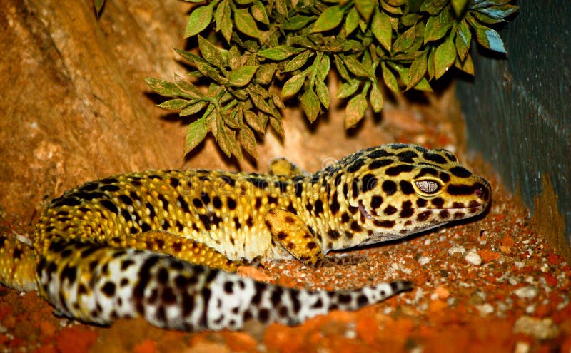 Leopard spotted gecko stock photo. Image of amphibian - 9351014