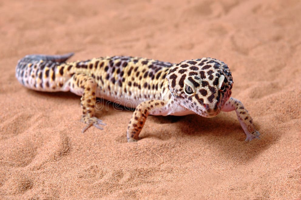 Gecko leopard on sand stock image. Image of nature, sand - 1715041