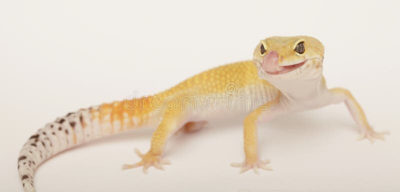 Tokay gecko - Gekko gecko stock image. Image of noctural - 6610073