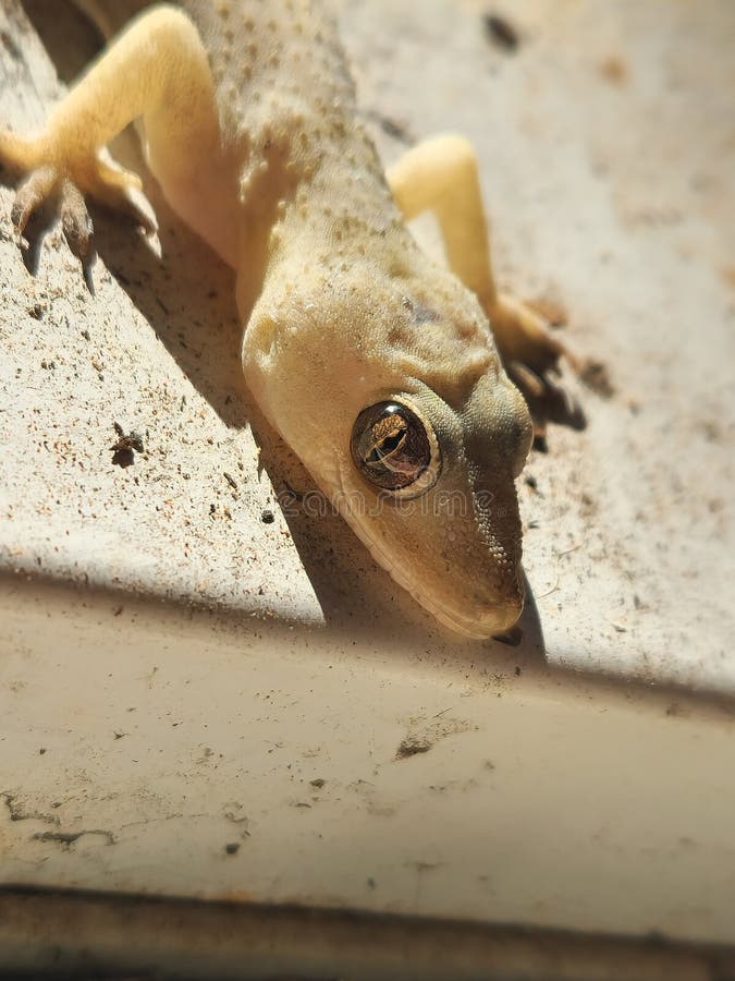 A gecko stock photo. Image of invertebrate, leaf, wildlife - 370629496