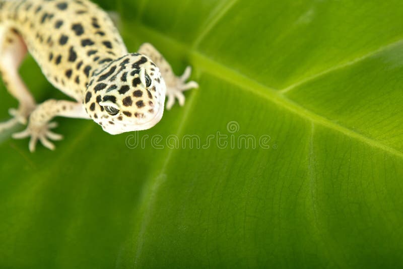Gecko lizard stock image. Image of scale, macularius - 14947095