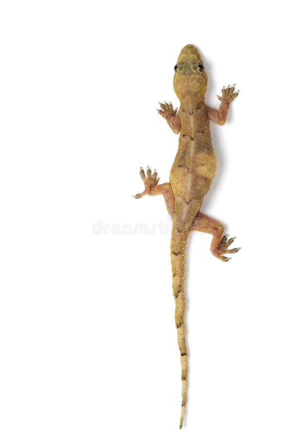 Gecko lizard stock photo. Image of animal, lizard, white - 28930984