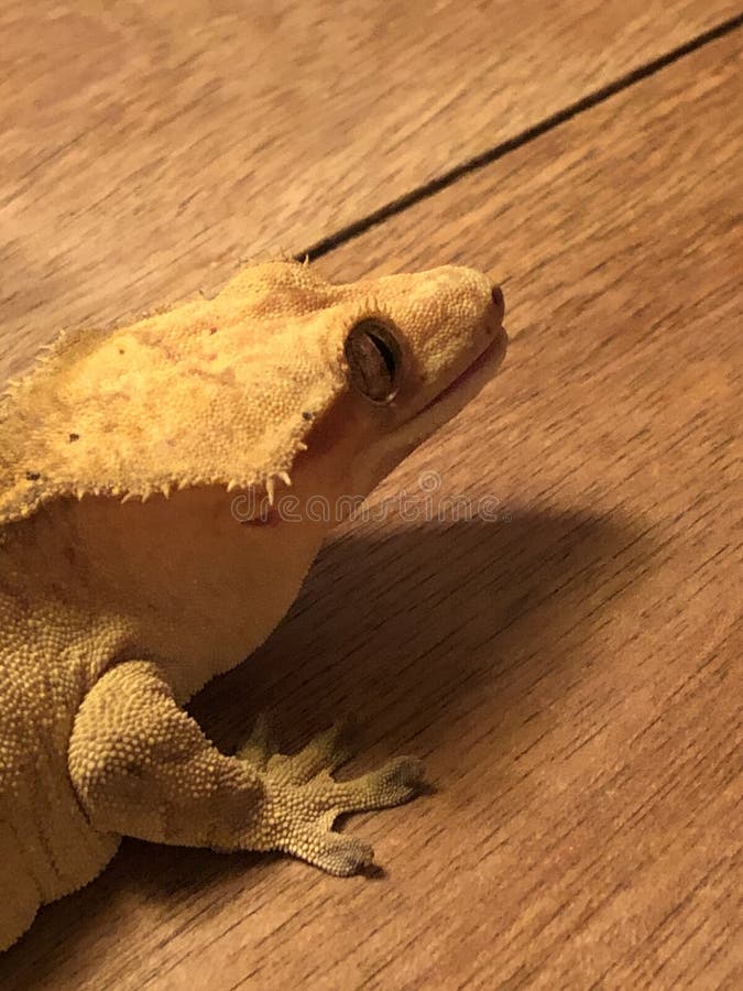 Gecko lizard stock photo. Image of lizard, small, amphibien - 191729794