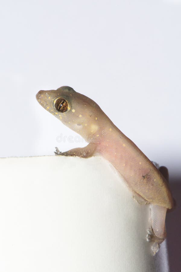 Gecko Lizard stock image. Image of focus, juvenile, blood - 76880999
