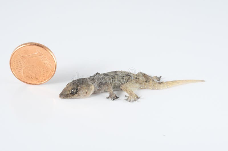 Gecko Lizard and Coin stock photo. Image of lizard, hemidactylus ...