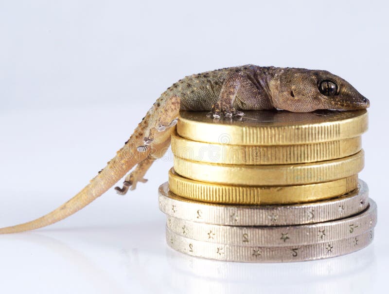 Gecko Lizard and Coin stock photo. Image of brown, studio - 245177060