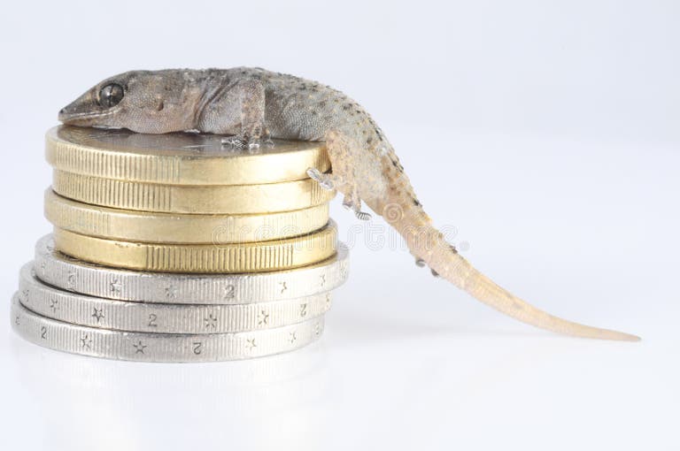 Gecko Lizard and Coin stock image. Image of exotic, length - 34356089