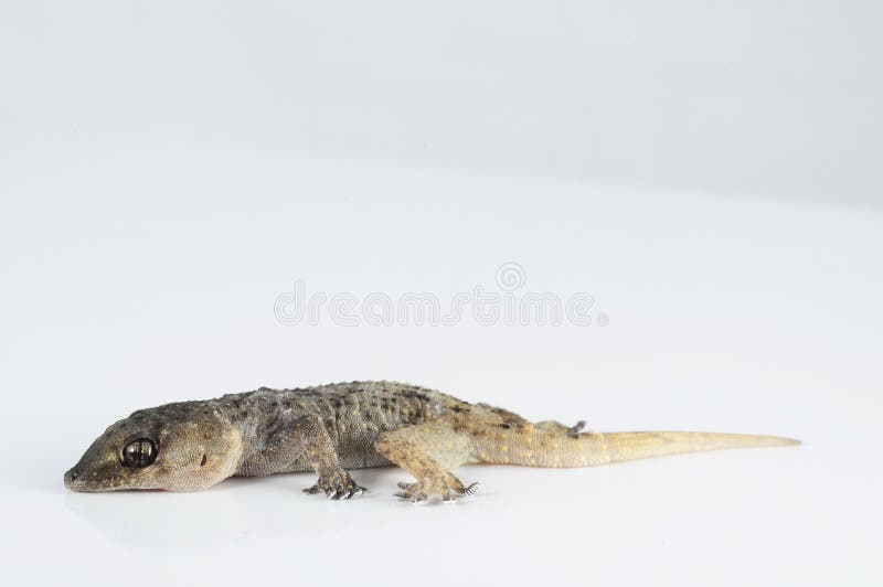 Gecko Lizard , Digital Photo Image Stock Image - Image of exotic ...