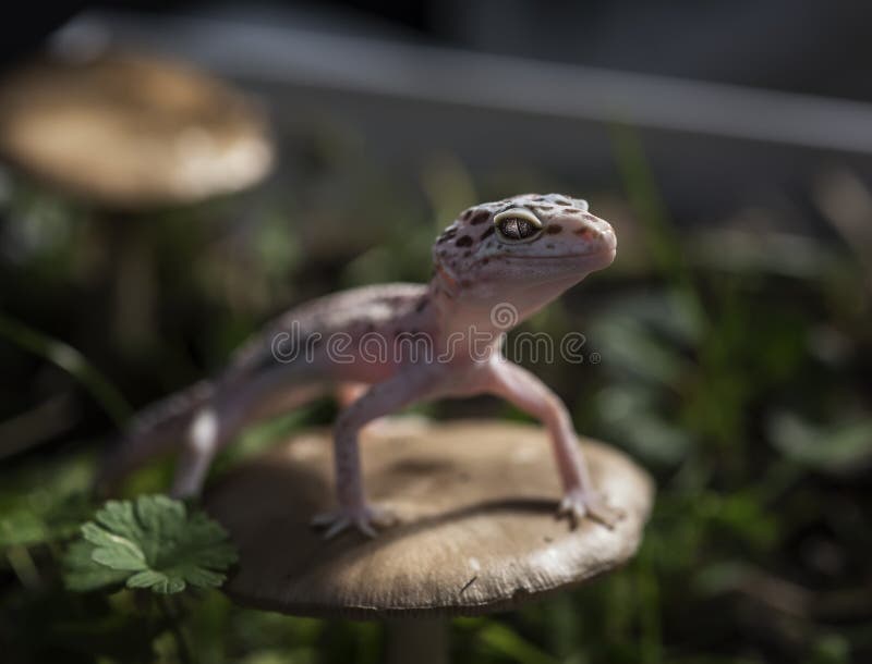 Gecko, Lizard, Leopard Lizard Gecko Stock Image - Image of gekkonidae ...