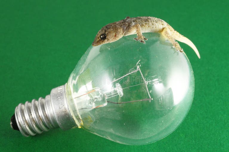 Gecko Lizard and Light Bulb Stock Photo - Image of mediterranean ...