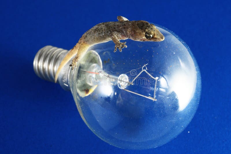 Gecko Lizard and Light Bulb Stock Image - Image of glass, color: 122772249