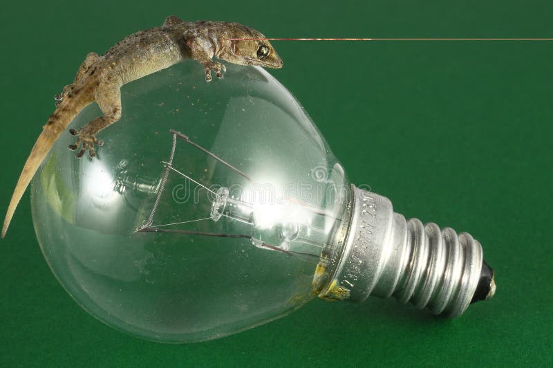 Gecko Lizard and Light Bulb Stock Image - Image of background, brown ...