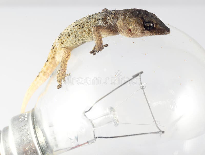 Gecko Lizard and Light Bulb Stock Image - Image of hemidactylus, lizard ...