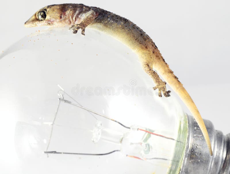 Gecko Lizard and Light Bulb Stock Photo - Image of climbing, skin ...