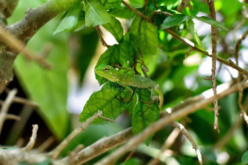 Gecko Lizard (master of Disguise) Stock Image - Image of wildlife ...