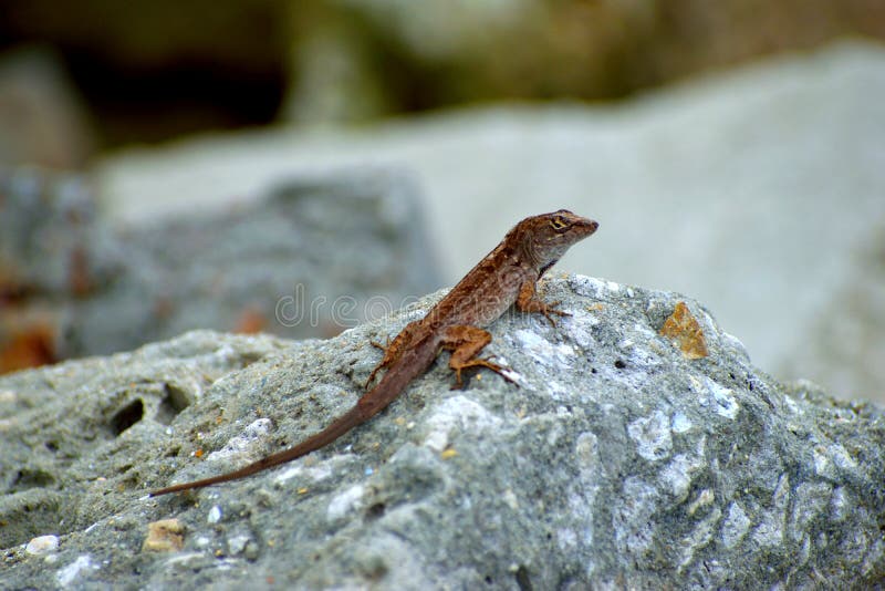 Gecko lizard on a rock stock photo. Image of head, nature - 219204088