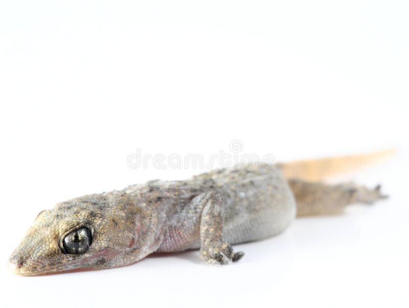 Gecko Lizard stock image. Image of gekko, wildlife, creature - 245973927