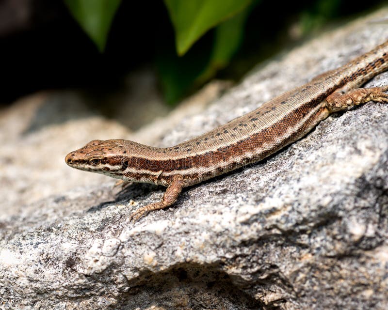 Gecko Lizard Watching at the Camera Stock Photo - Image of creature ...
