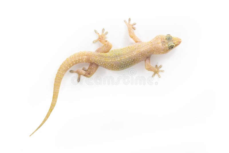 Gecko Lizard on a White Background Clipping Path Stock Photo - Image of ...