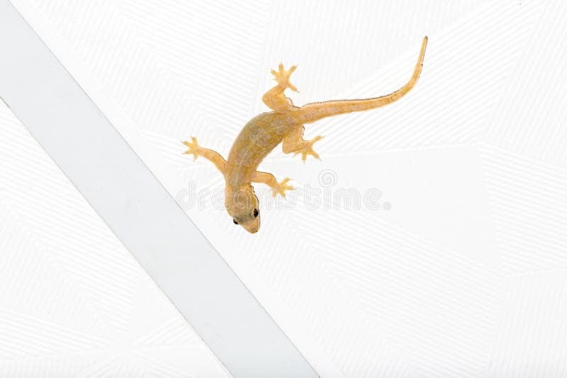 Gecko Lizard stock image. Image of white, house, brown - 70005123