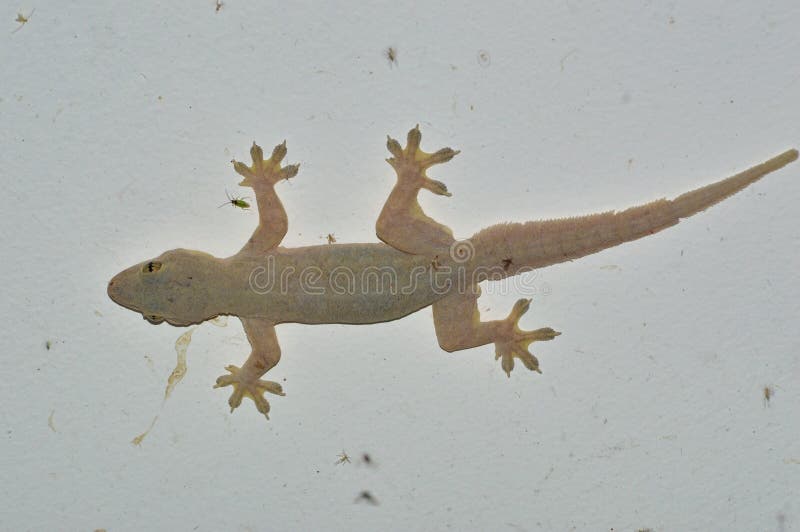 619 Single Gecko Lizard Stock Photos - Free & Royalty-Free Stock Photos ...