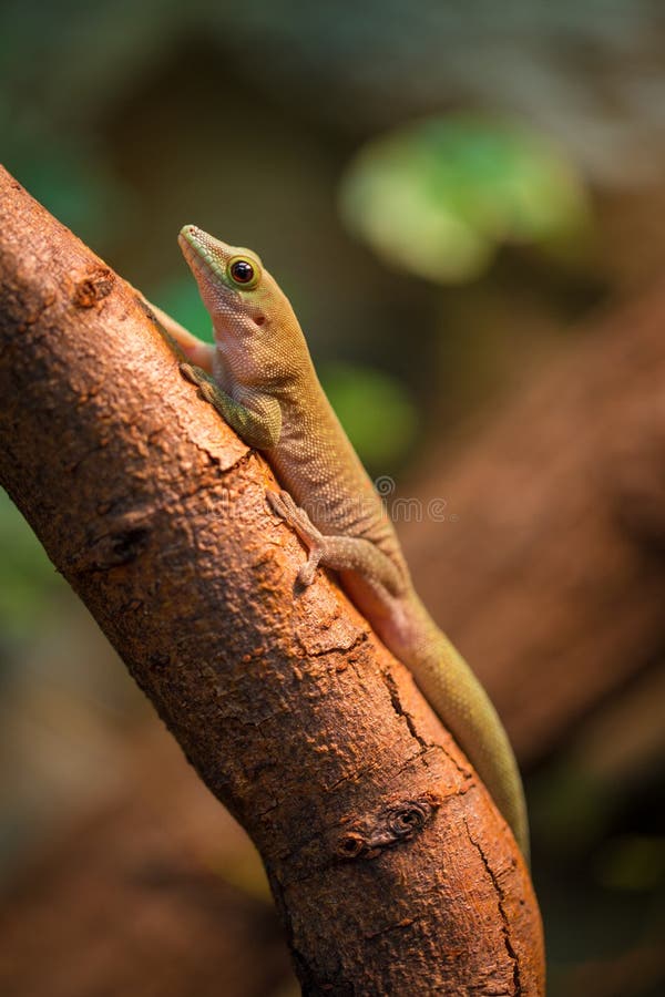 Gecko lizard stock photo. Image of nature, leaf, gecko - 39057716