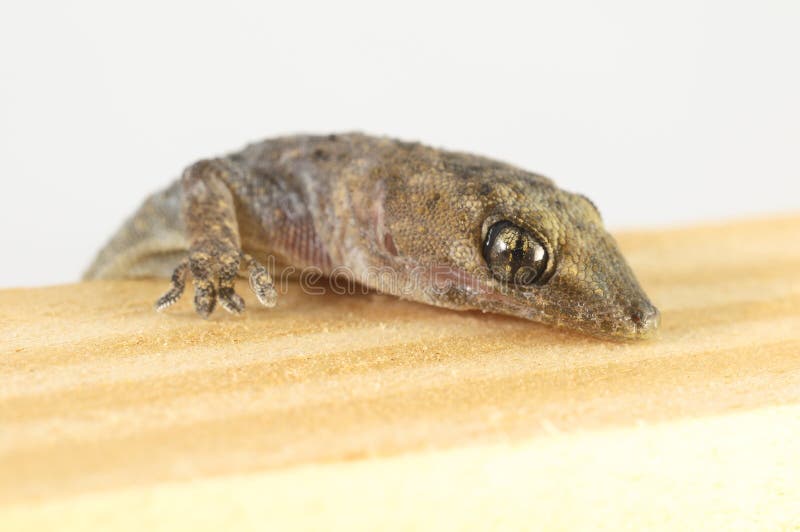 Gecko Lizard and Wood stock image. Image of gekko, brown - 34971459