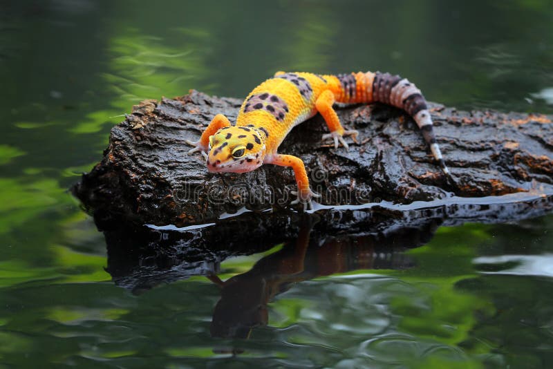 Beautiful Leopard Gecko in Reflection Stock Image - Image of macro ...