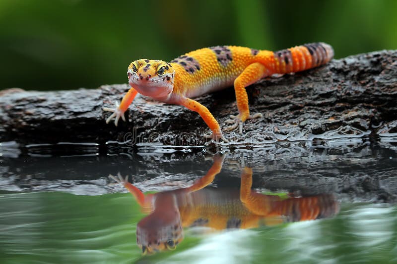 Beautiful Leopard Gecko in Reflection Stock Image - Image of detail ...
