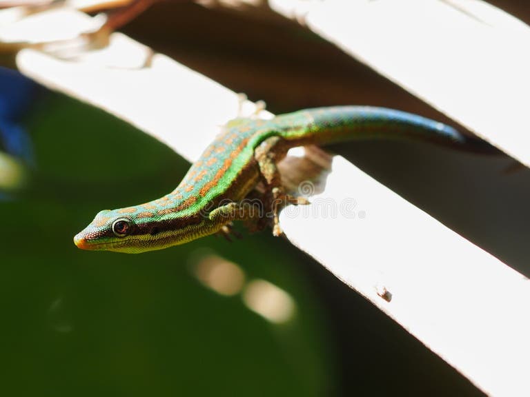 Gecko looking at camera stock photo. Image of species - 95292278