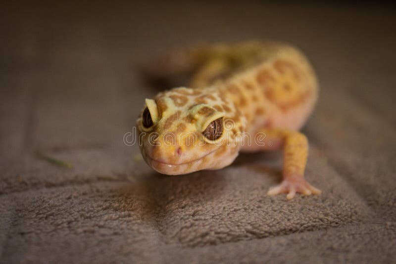 Gecko staring stock photo. Image of eyes, brown, look - 176386966