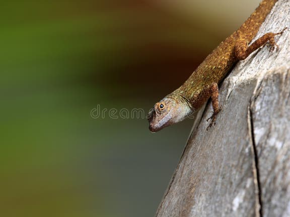 Gecko macro stock photo. Image of animal, head, nature - 12642334