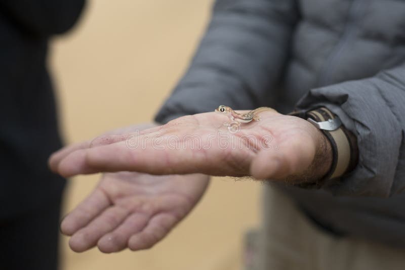 Gecko Hand stock photo. Image of bokeh, development, gekko - 45071438