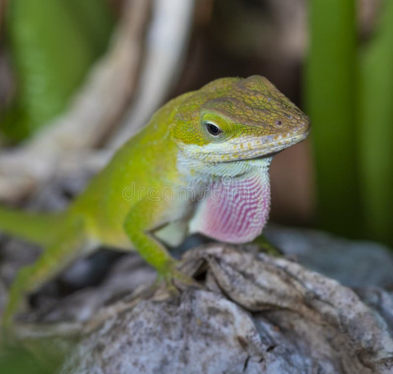 247 Tan Gecko Stock Photos - Free & Royalty-Free Stock Photos from ...