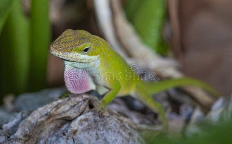 Gecko in a mating ritual stock photo. Image of wild - 271102926