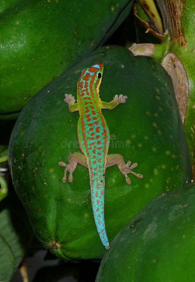 Gecko stock image. Image of looking, pawpaw, lizard, tropical - 35891699