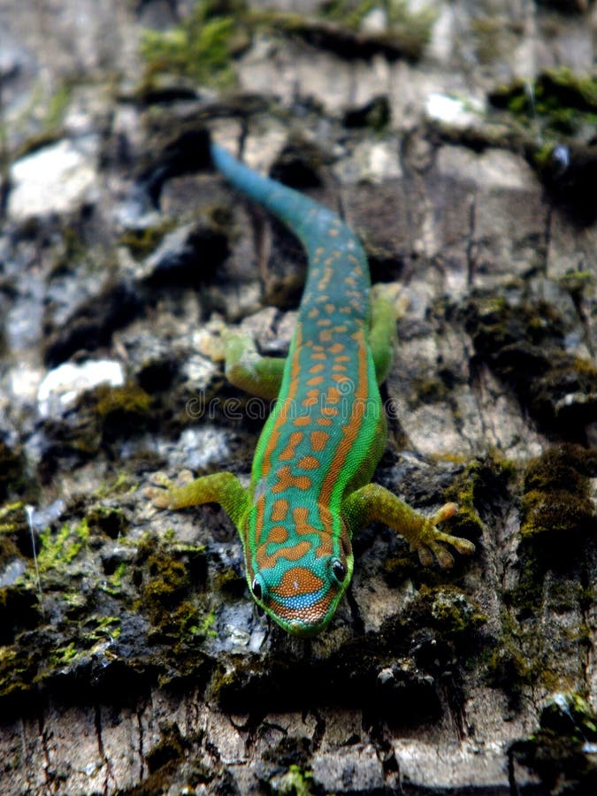 Gecko stock photo. Image of colorful, gecko, green, reptile - 35862084