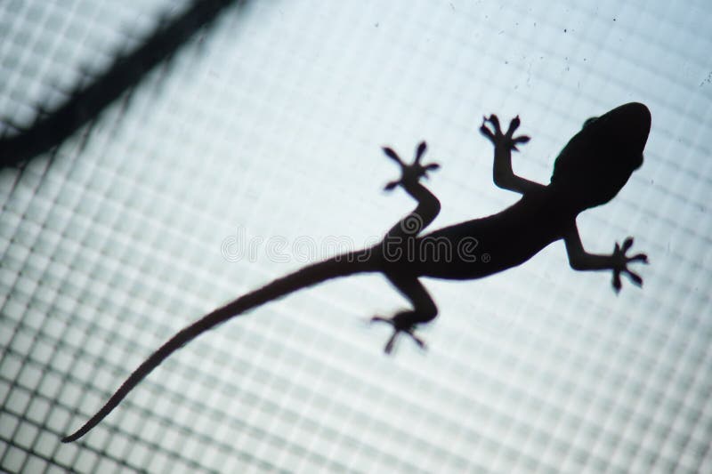 Gecko on mesh stock image. Image of tail, black, reptile - 95430915