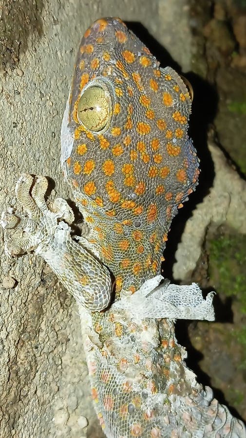 Tokek or Gecko is a Large Lizard or Species of the Genus Gekko, Family ...