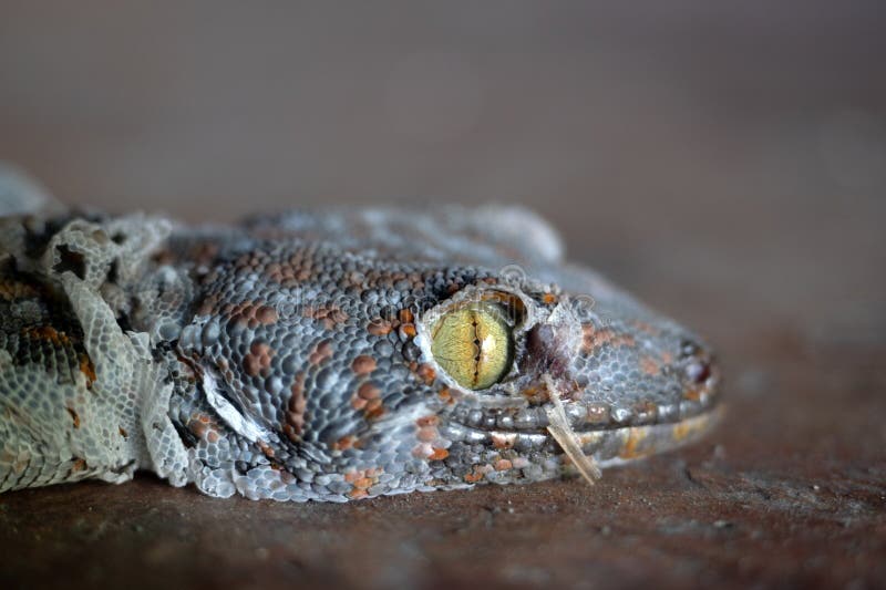 Close To Gecko Molting Off the Old Skin on the Floor. Stock Photo ...