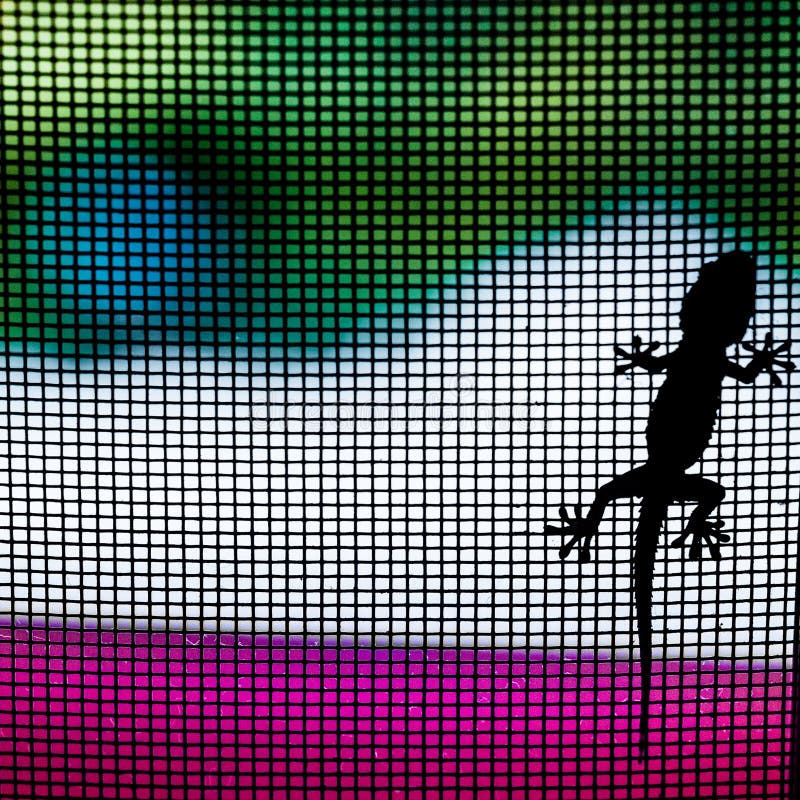 Gecko on a Mosquito Net Waiting for a Prey Stock Photo - Image of ...