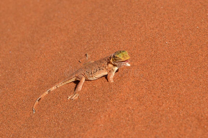 Gecko from Namib Sand Dune, Namibia. Pachydactylus Rangei, Web-footed ...