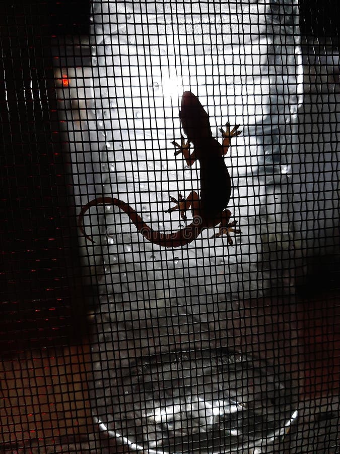 Gecko Night Seen at Whindow Stock Photo - Image of shadow, gecko: 161765206
