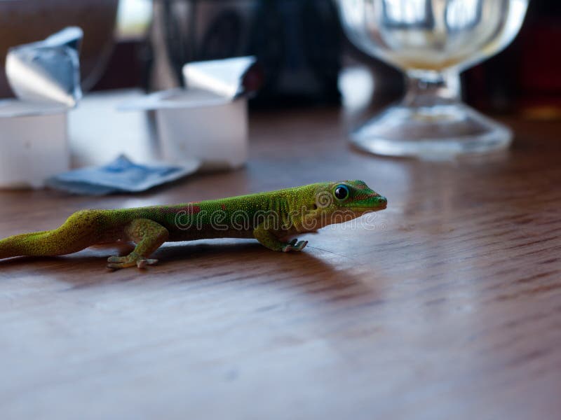 Gecko at Our Breakfast Table Stock Photo - Image of gecko, table: 47070492