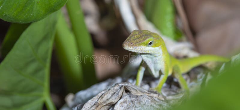 Gecko Outdoors in North Carolina Stock Image - Image of wildlife, copy ...